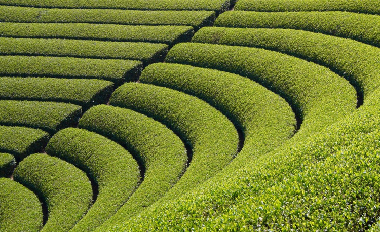 Tea-picking in the Birthplace of Matcha – POJ Studio