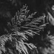 Leaf Incense - Hinoki